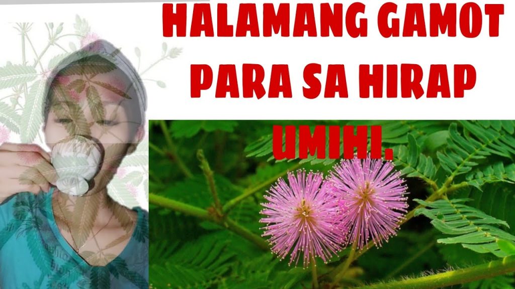 Halamang Gamot para sa hirap sa pag ihi - Gamotsa Halamang Gamot para sa hirap sa pag ihi - Gamotsa
